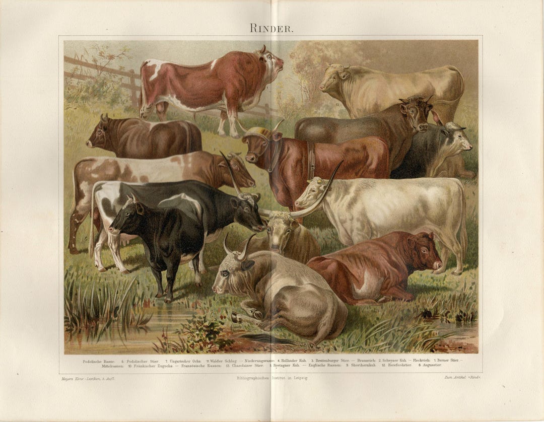 CATTLE COW BREEDS Antique Lithograph From 1896 - Etsy