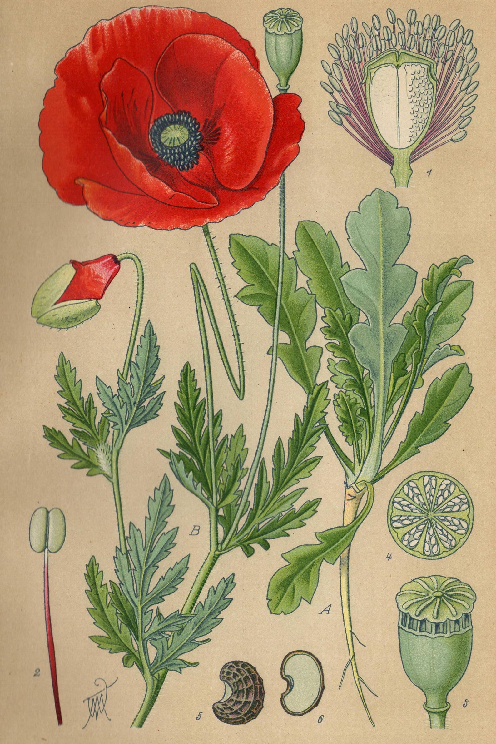 CORN POPPY Corn ROSE Vintage Lithograph From 1894 - Etsy