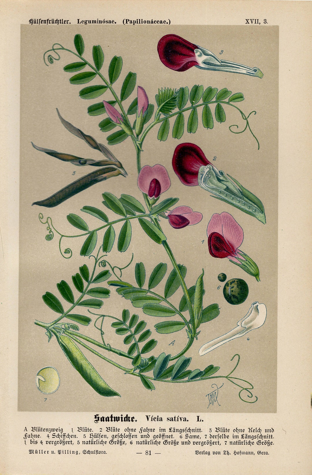 VETCH TARE PRINT Vintage Lithograph From 1894 - Etsy