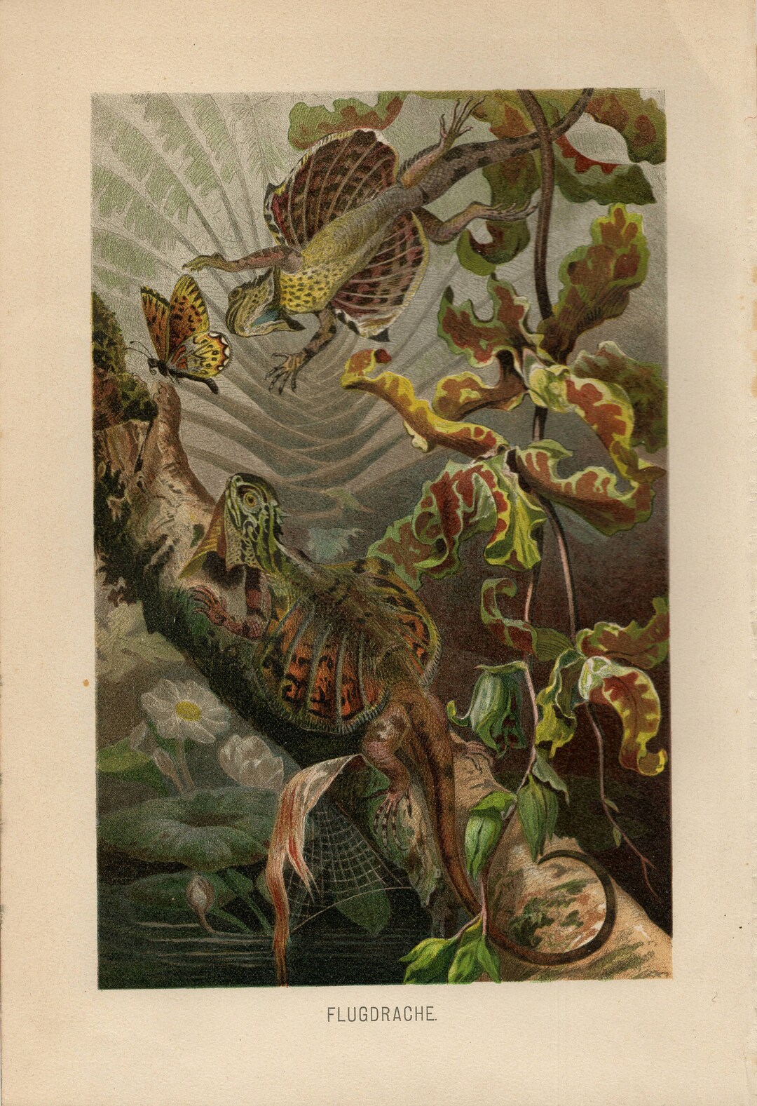 LIZARD DRACO Print Antique Lithograph From 1900 - Etsy