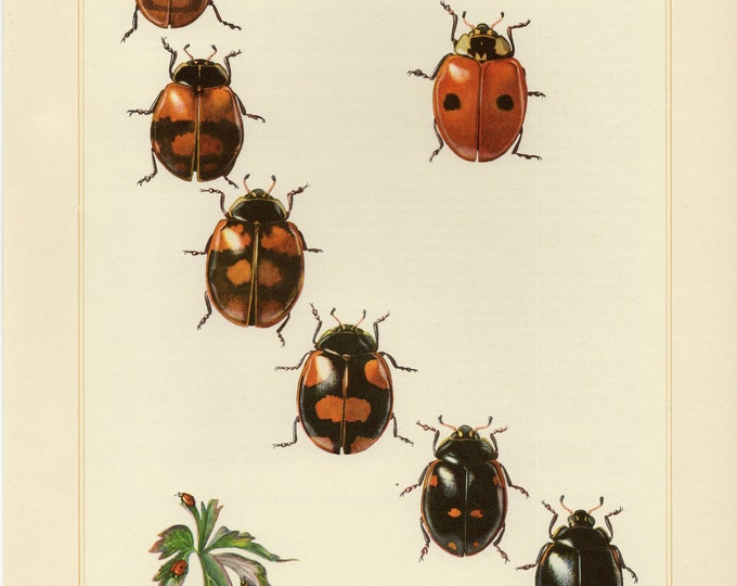 LADYBUG Two-spotted LADYBIRD Vintage Lithograph From 1955 - Etsy