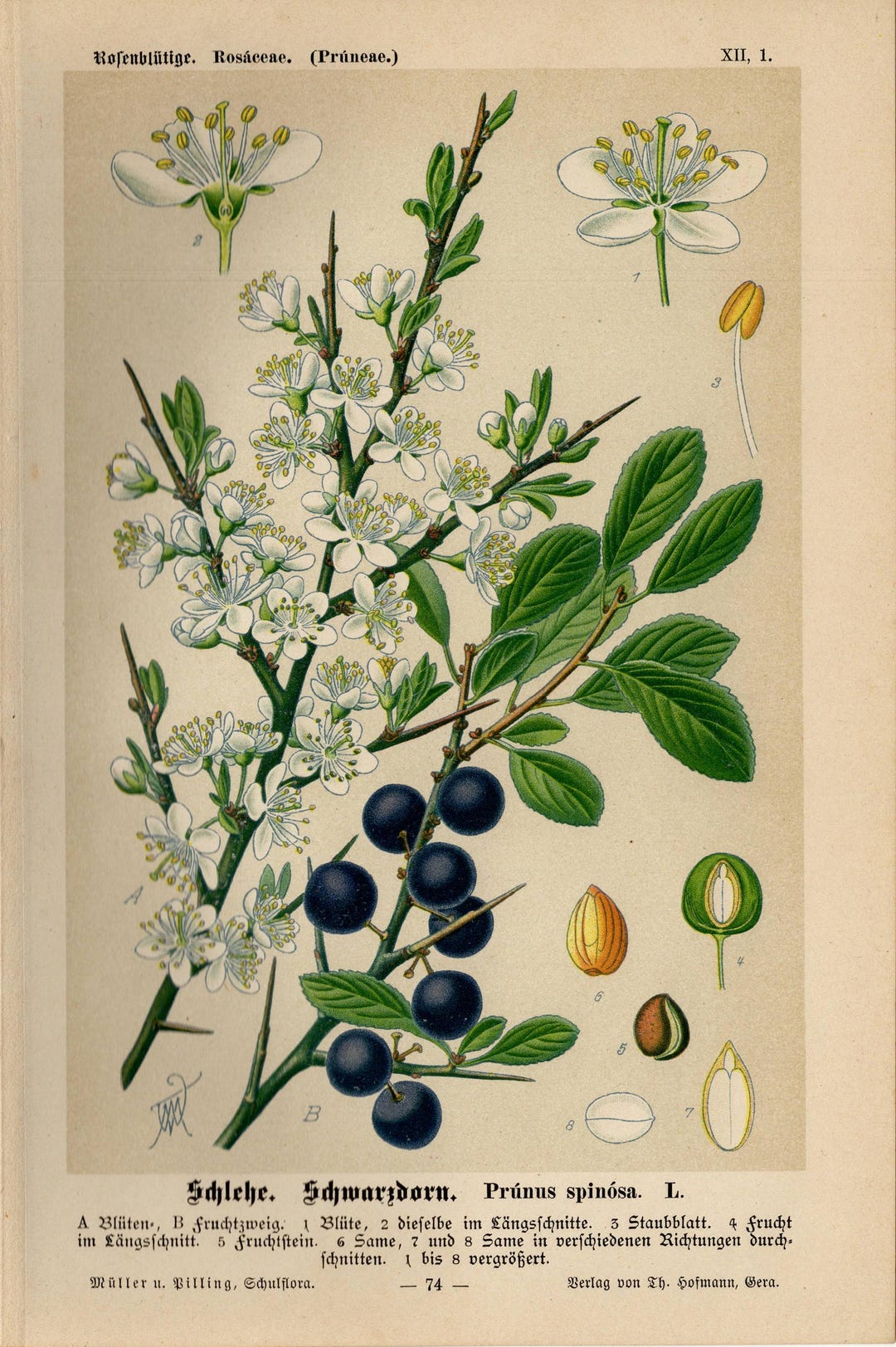 BLACKTHORN SLOE Print Vintage Lithograph From 1894 - Etsy