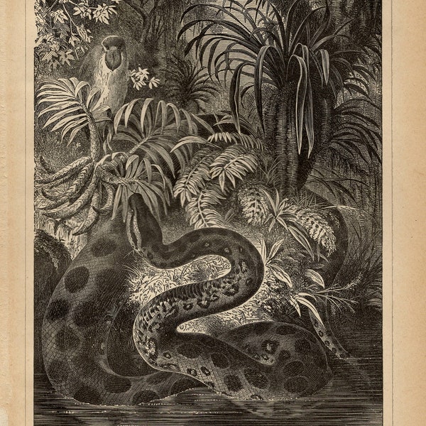 Antique Anaconda - Etsy