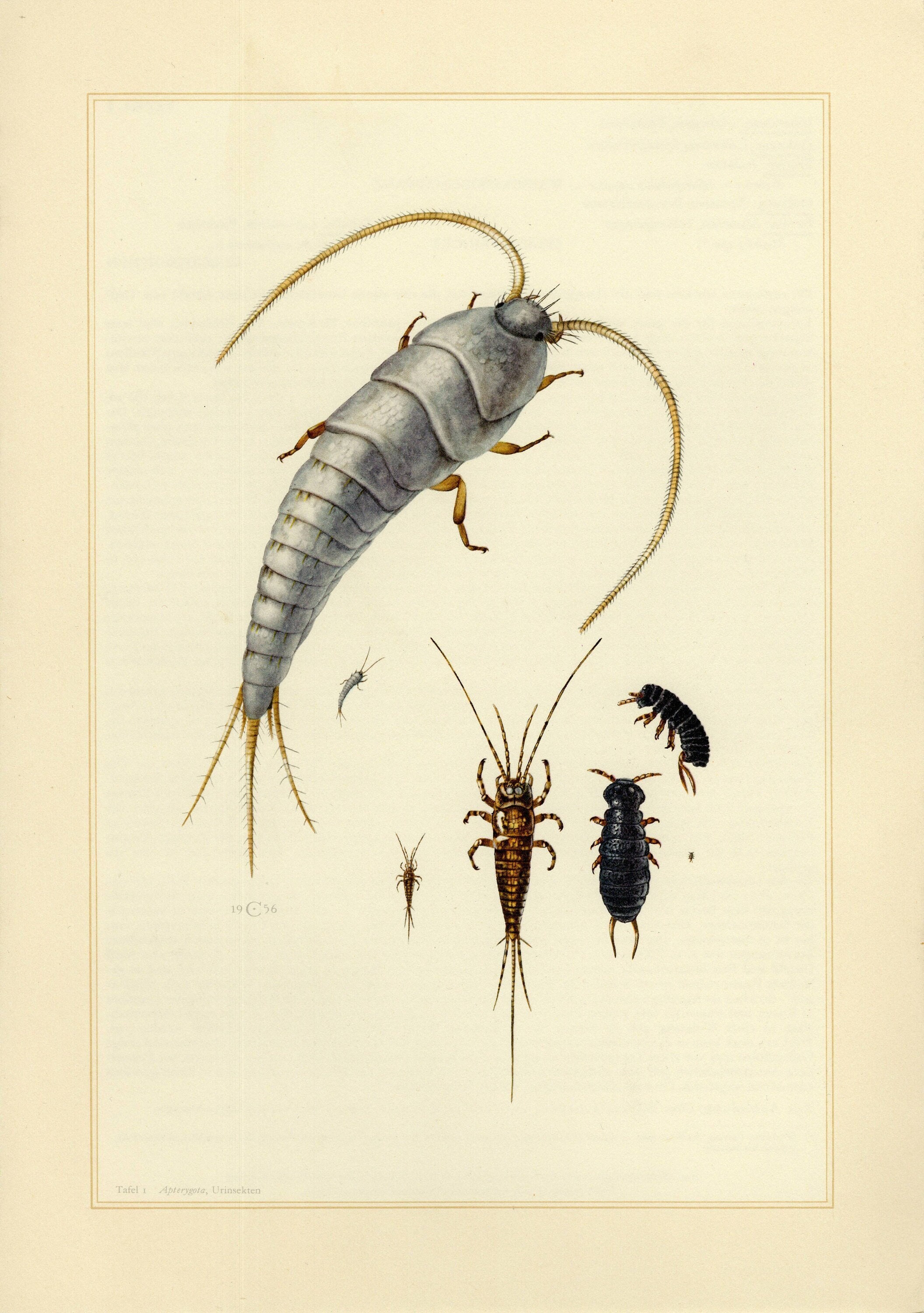 Minecraft Silverfish Face