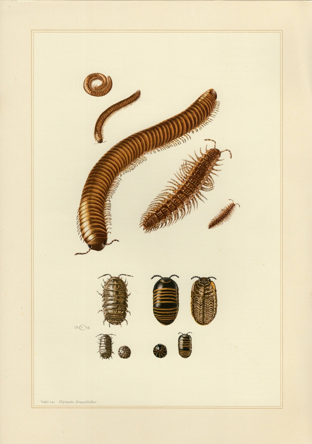 PILL-BUG, MILLIPEDES Print Vintage Lithograph From 1956 - Etsy