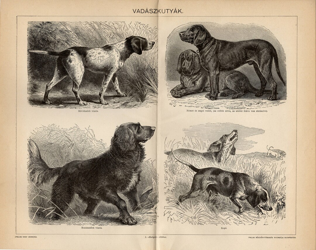 HUNTING DOGS Engraving From 1895 - Etsy