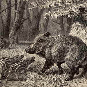 WILD BOAR Print Antique Engraving From 1891 - Etsy