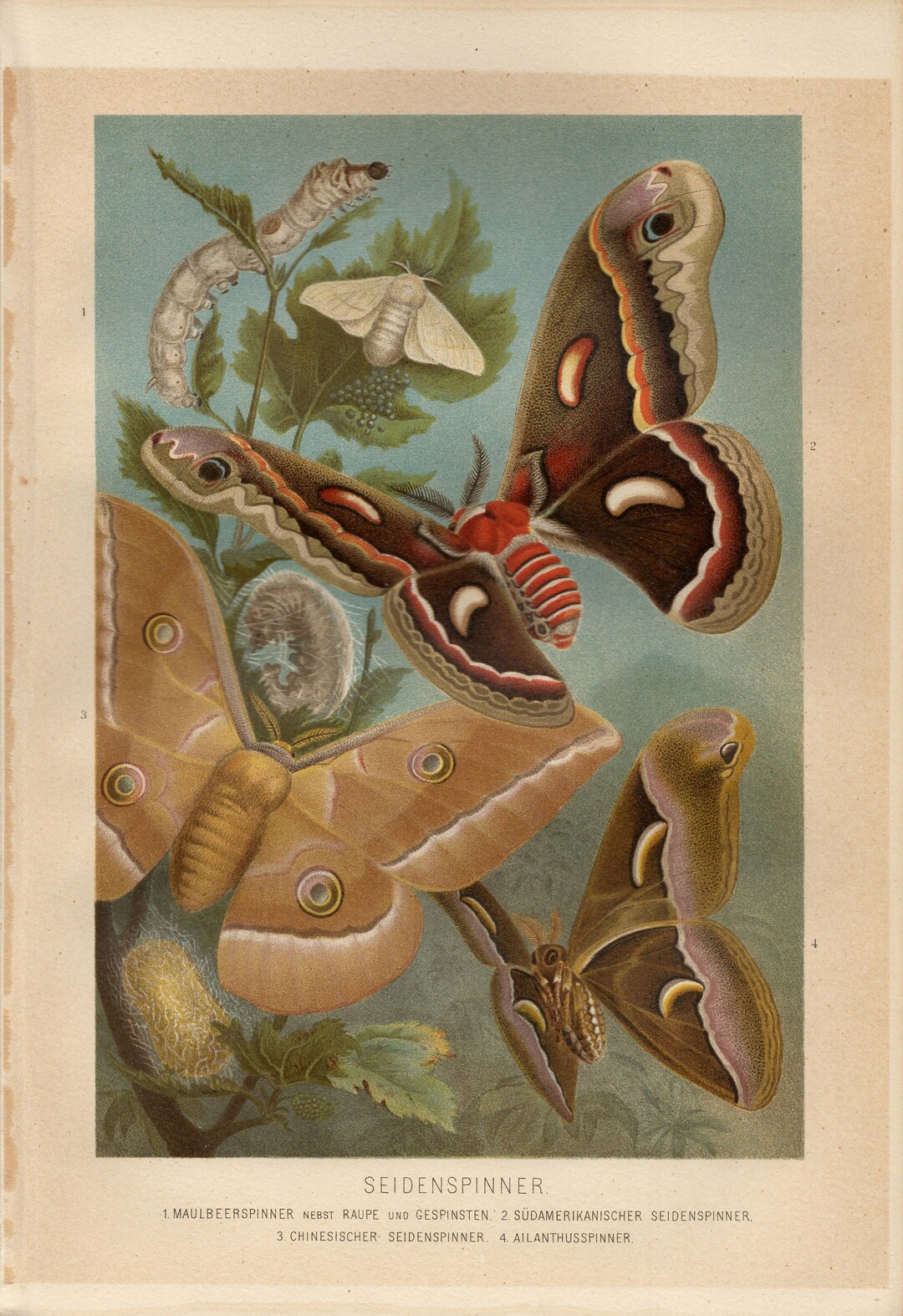 SILK MOTH PRINT Antique Lithograph From 1892 - Etsy
