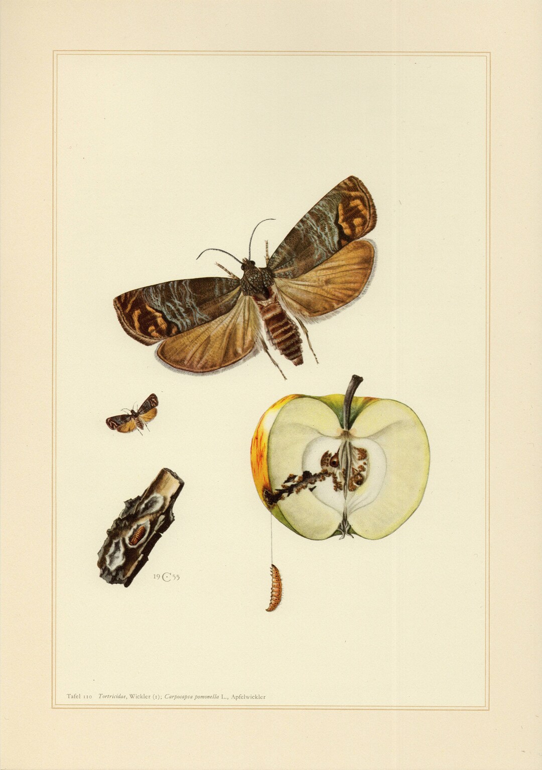 MOTH PRINT Vintage Lithograph From 1955 - Etsy