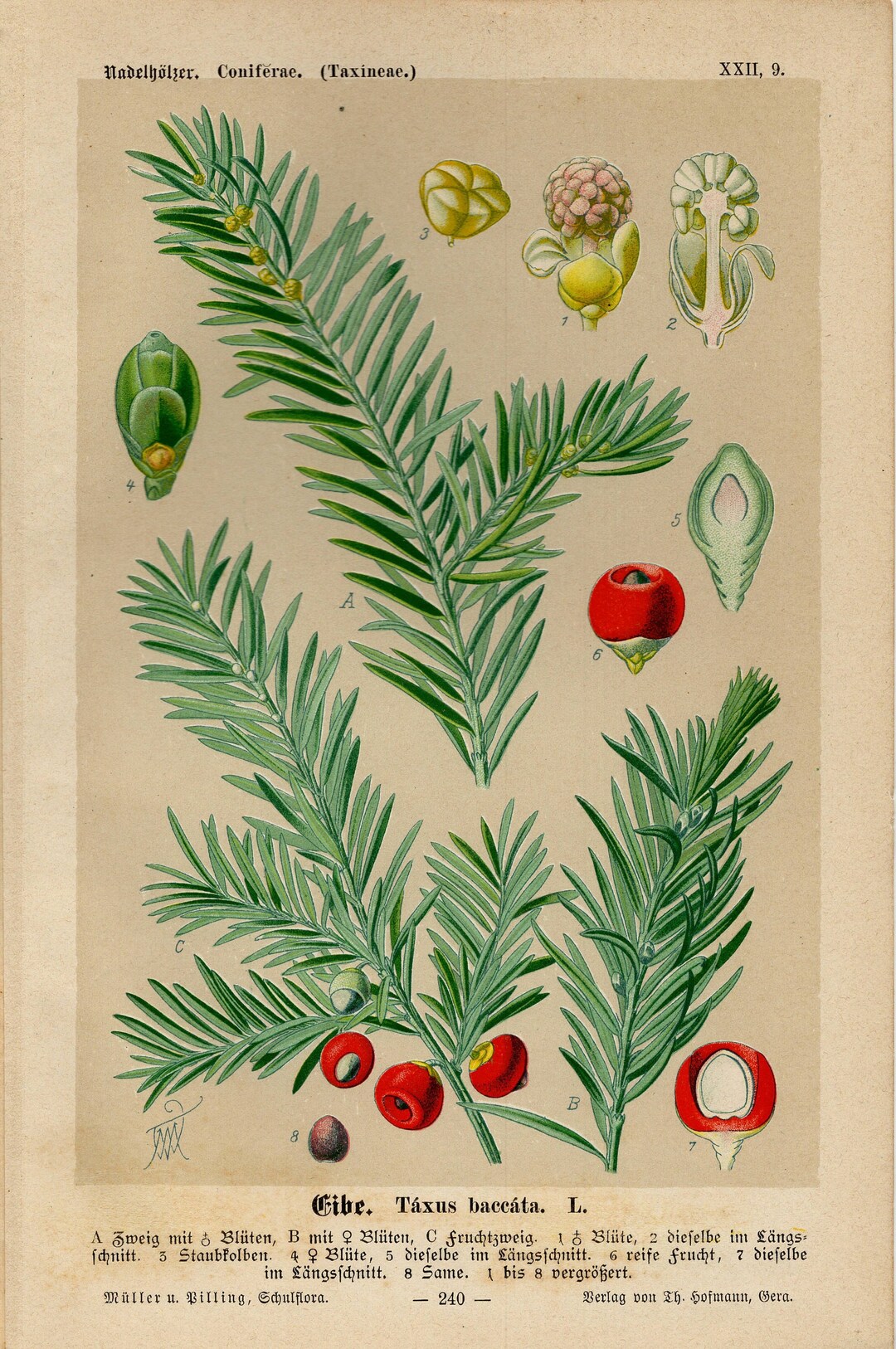 ENGLISH YEW TREE Print Vintage Lithograph From 1894 - Etsy