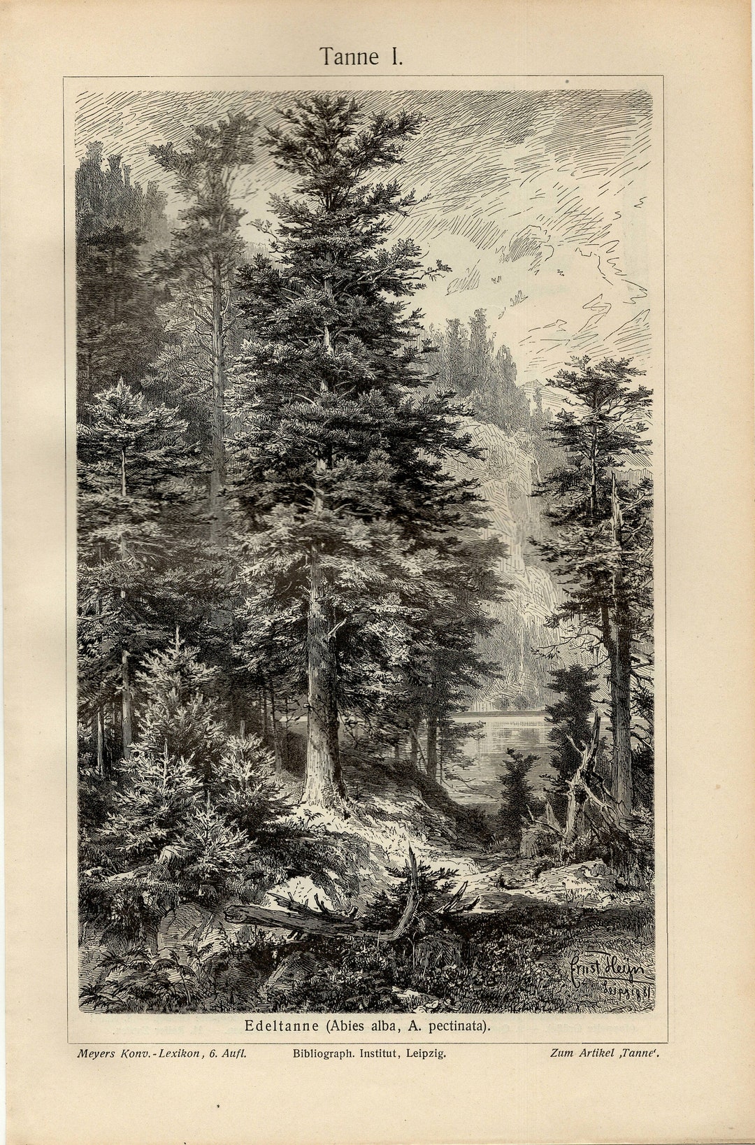 FIR TREE PRINT Engraving From 1906 - Etsy