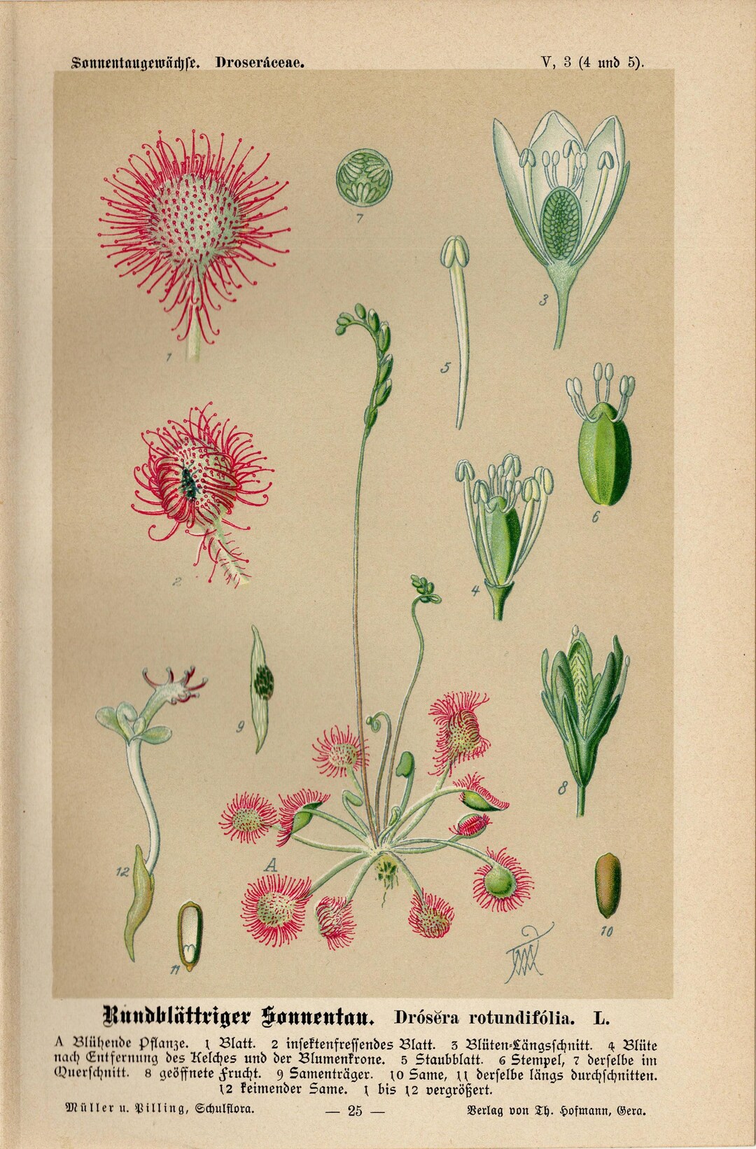 SUNDEW PRINT Vintage Lithograph From 1894 - Etsy