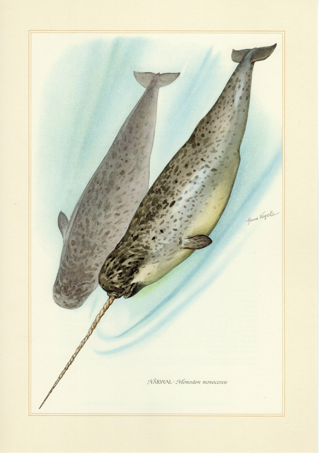 NARWHAL Vintage Lithograph From 1956 - Etsy
