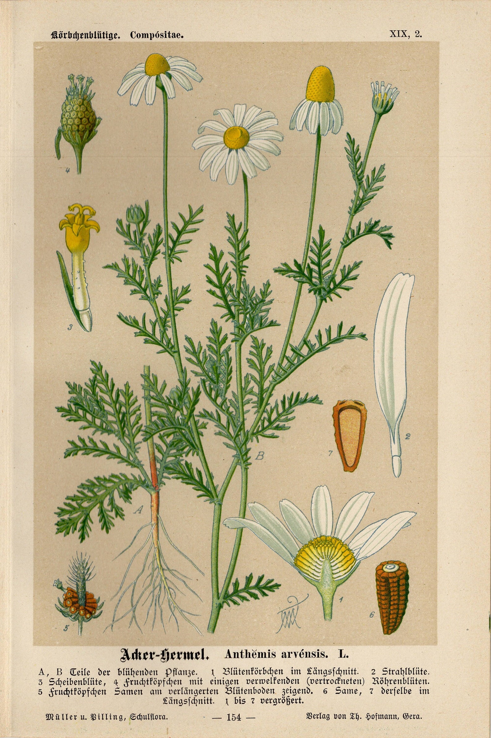 CHAMOMILE PRINT Vintage Lithograph From 1894 - Etsy