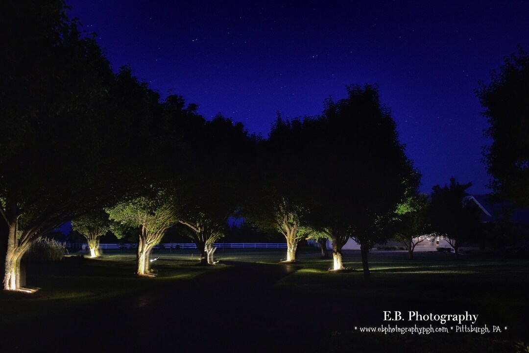 Tree Photography - Summer Nights - Shadow and Light - Night Photography ...