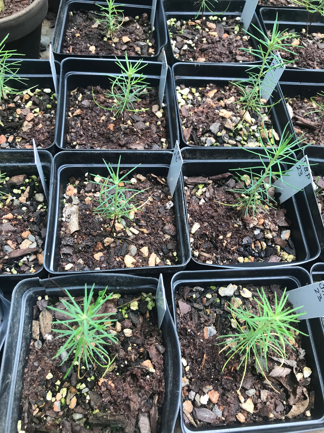 Japanese Black Pines 2023 Trees - Etsy