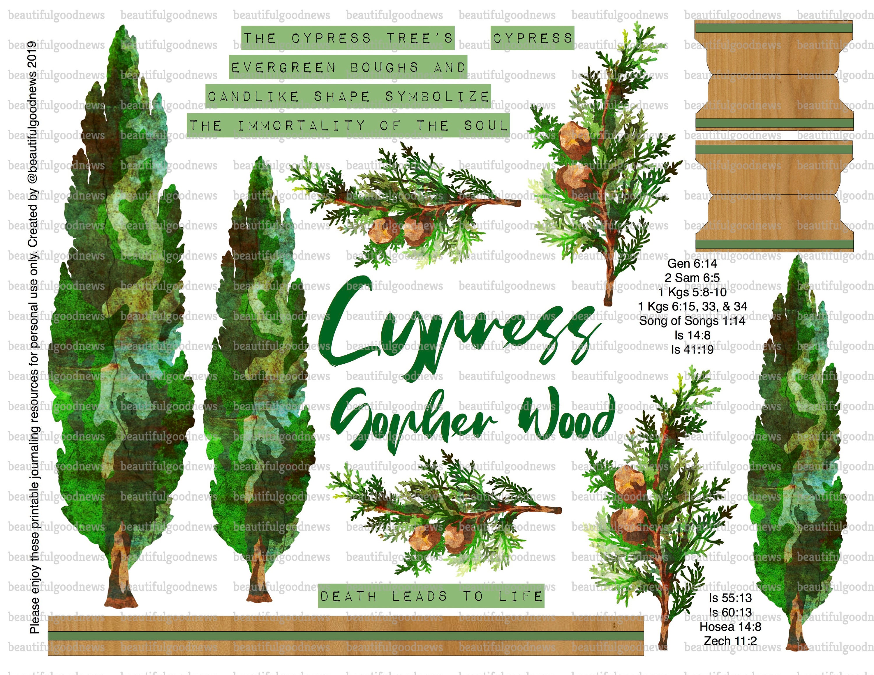 Cypress Gopher Wood Trees of the Bible beautifulgoodnews | Etsy