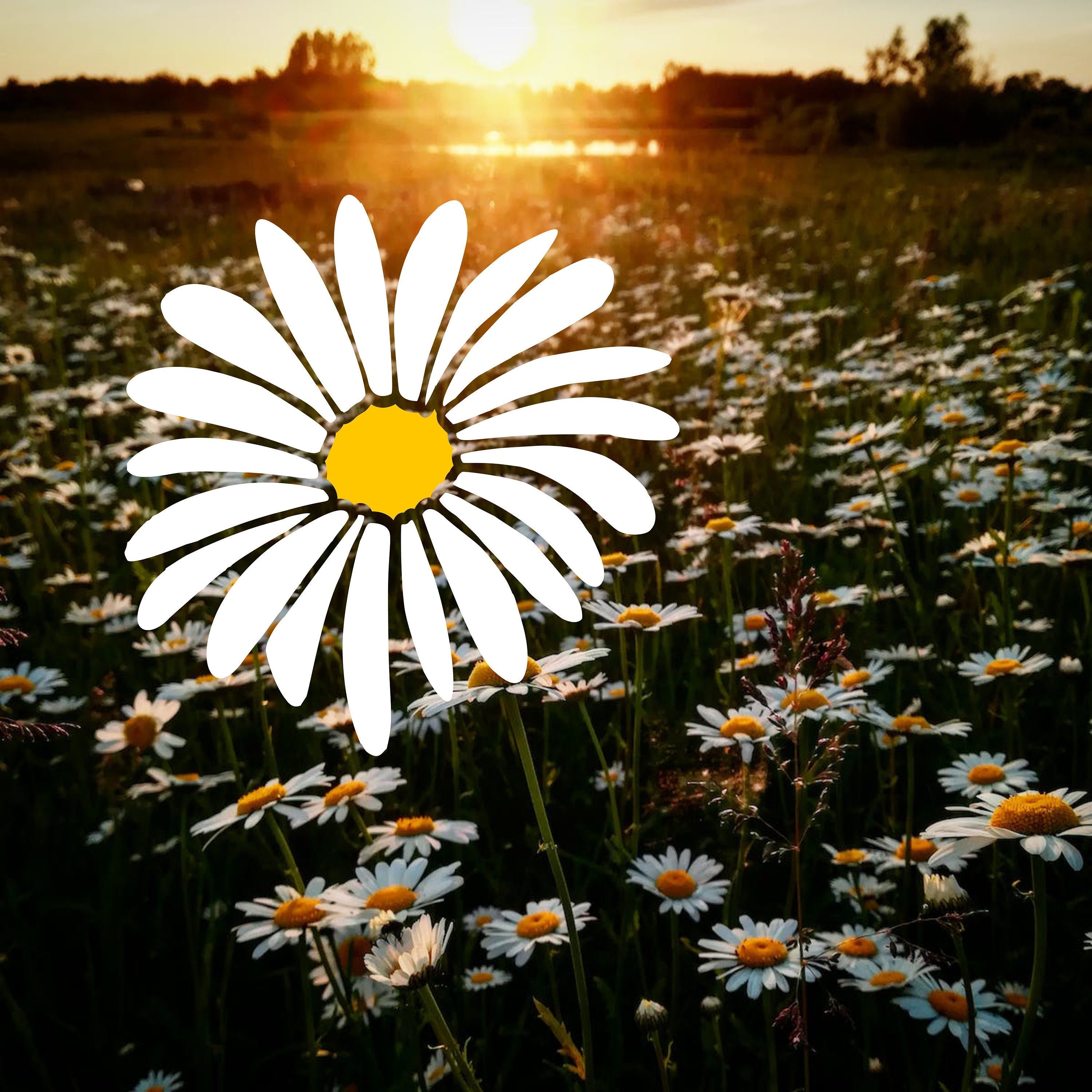 Two-tone Daisy Vinyl Decal: Flower Power for Laptop, Car, Tablet - Etsy