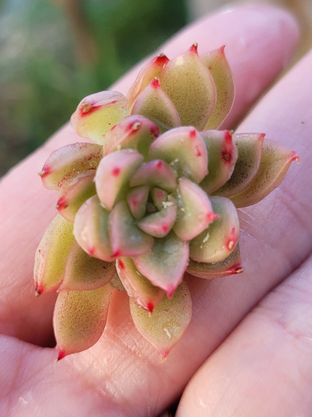 Echeveria Mebina IMPORTED Korean RARE Succulent - Etsy