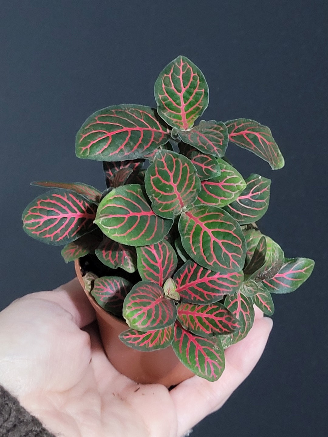 Ruby Red Fittonia, Nerve Plant, 2 Starter Houseplant - Etsy