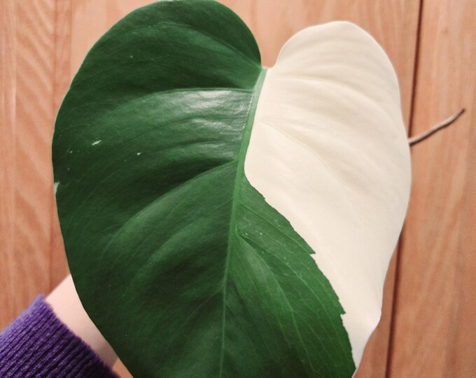 ROOTED Half Moon Highly Variegated Monstera Albo Rare Plant - Etsy