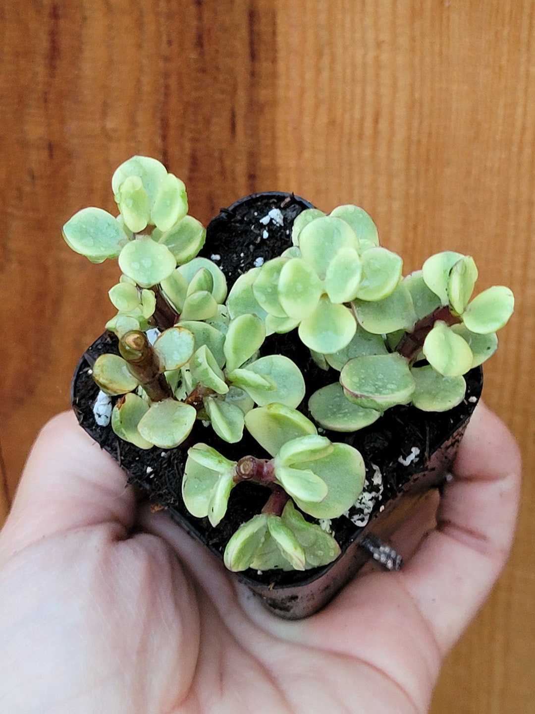 Portulacaria Afra Variegata/ Variegated Rainbow Elephant Bush Live ...