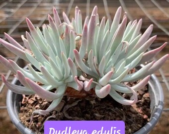 Imported Rare Big Dudleya Edulis Succulent From Korea - Etsy