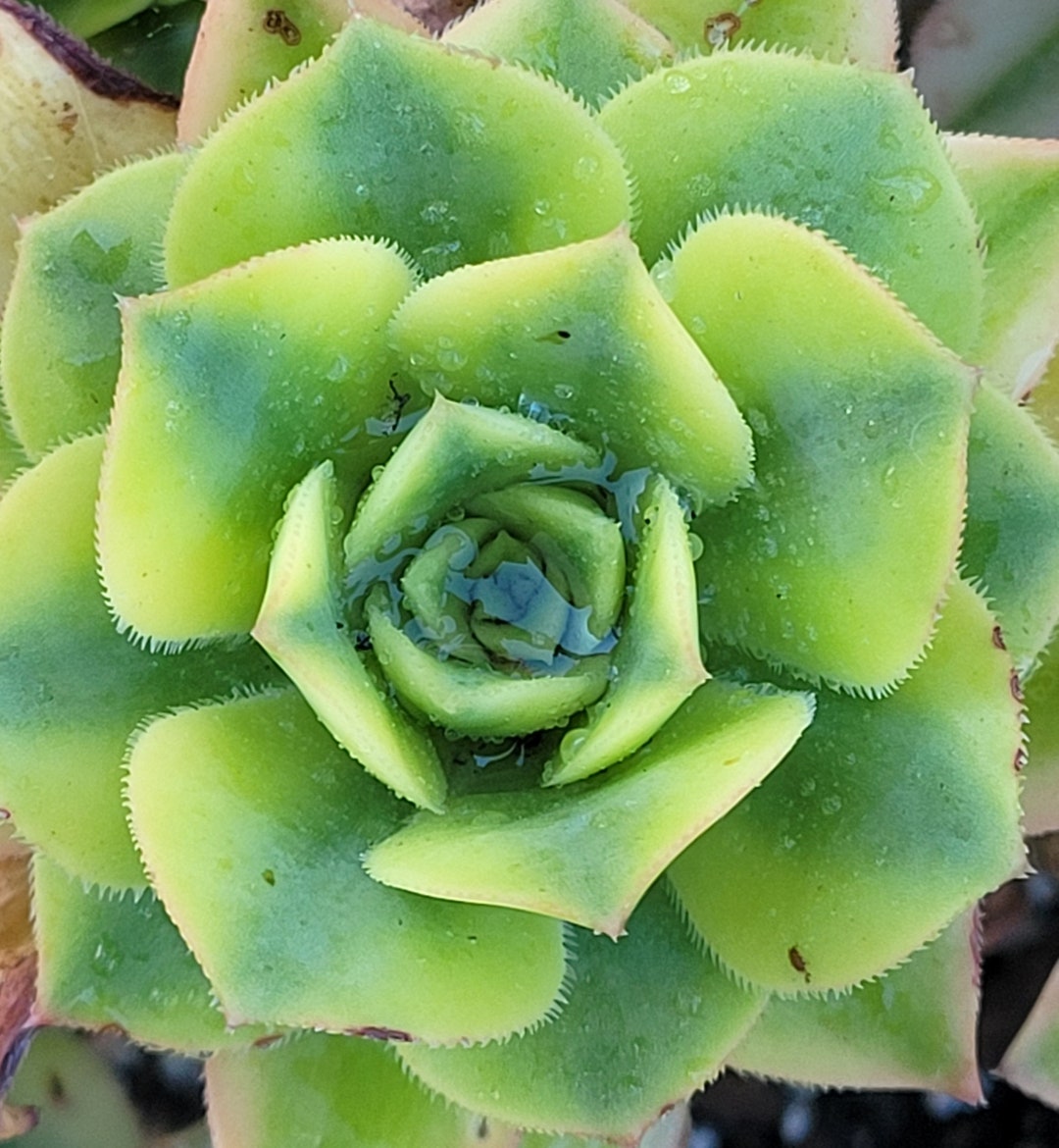 Rare Korean Aeonium Starburst Cutting Imported - Etsy