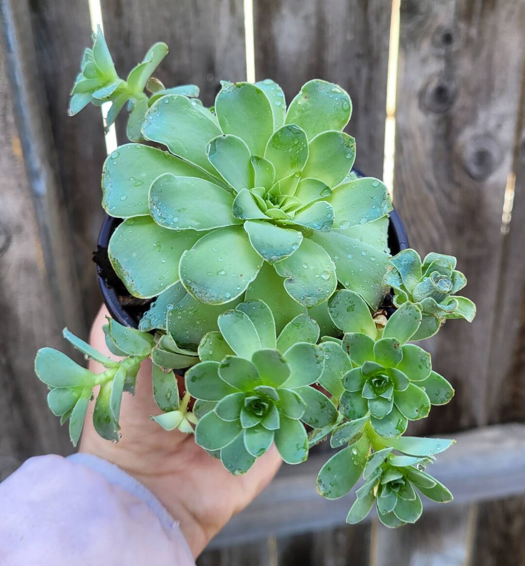 Aeonium Greenovia Imported Rare Korean Succulent/ Elizabeth - Etsy