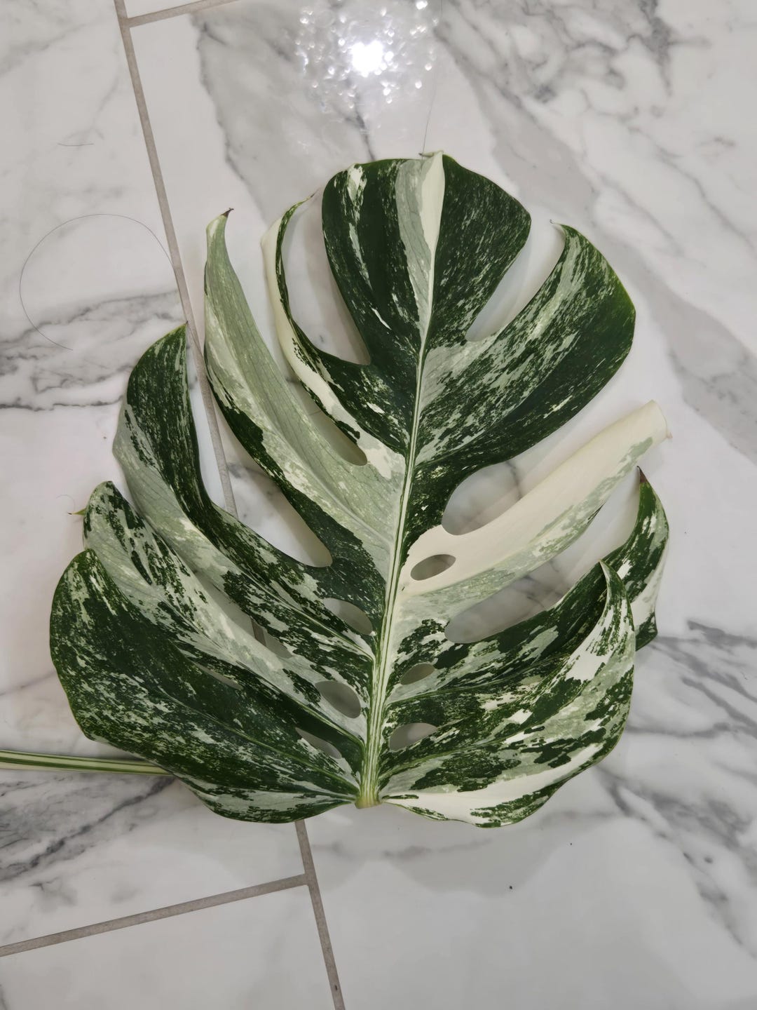 Highly Variegated Monstera Albo Cutting Huge LEAF - Etsy