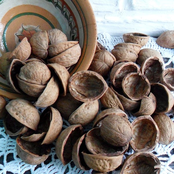 Walnut Shell - Etsy