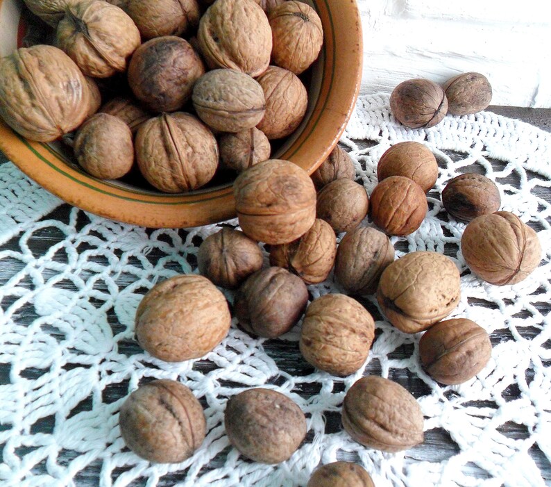 Small walnuts for crafts Whole walnut Rustic home decor | Etsy