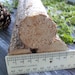 Set of 3 Pine Logs 31.50" Long Wood Product Forest Craft Supplies ...
