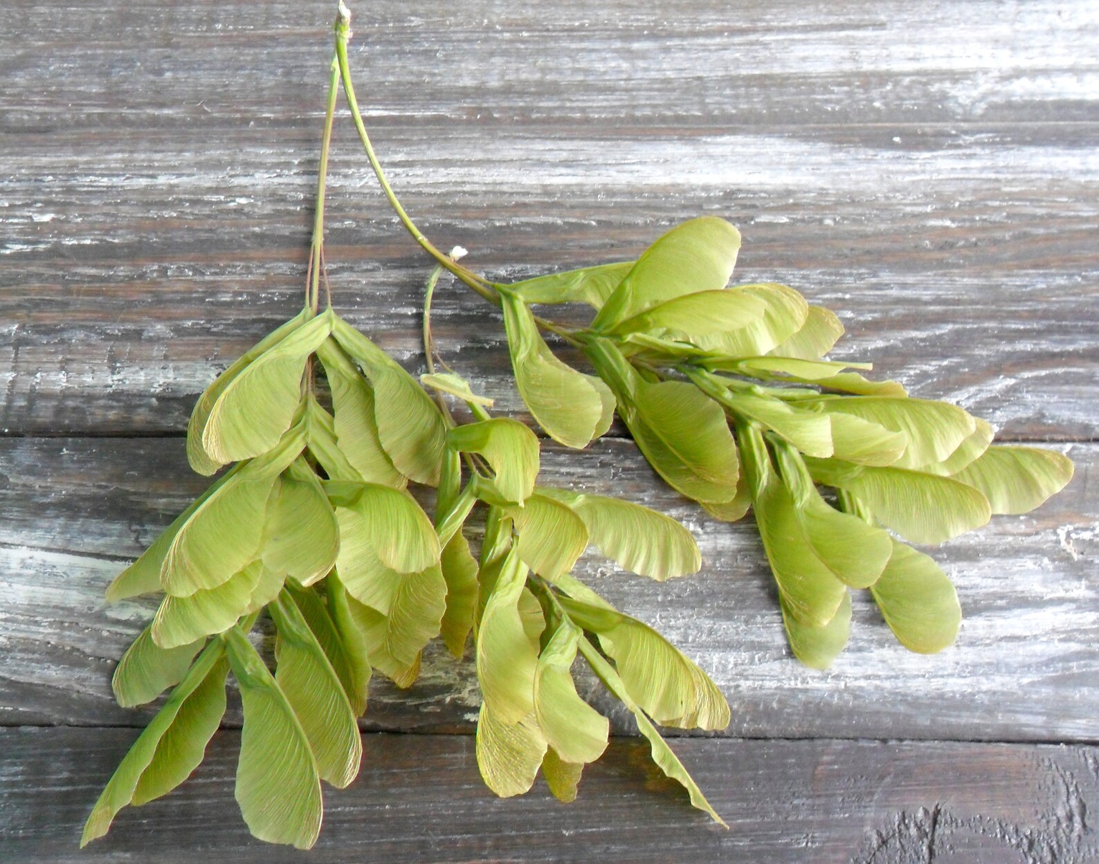 Maple's Seeds in Bunches Flying Seeds Polynoses Floral | Etsy