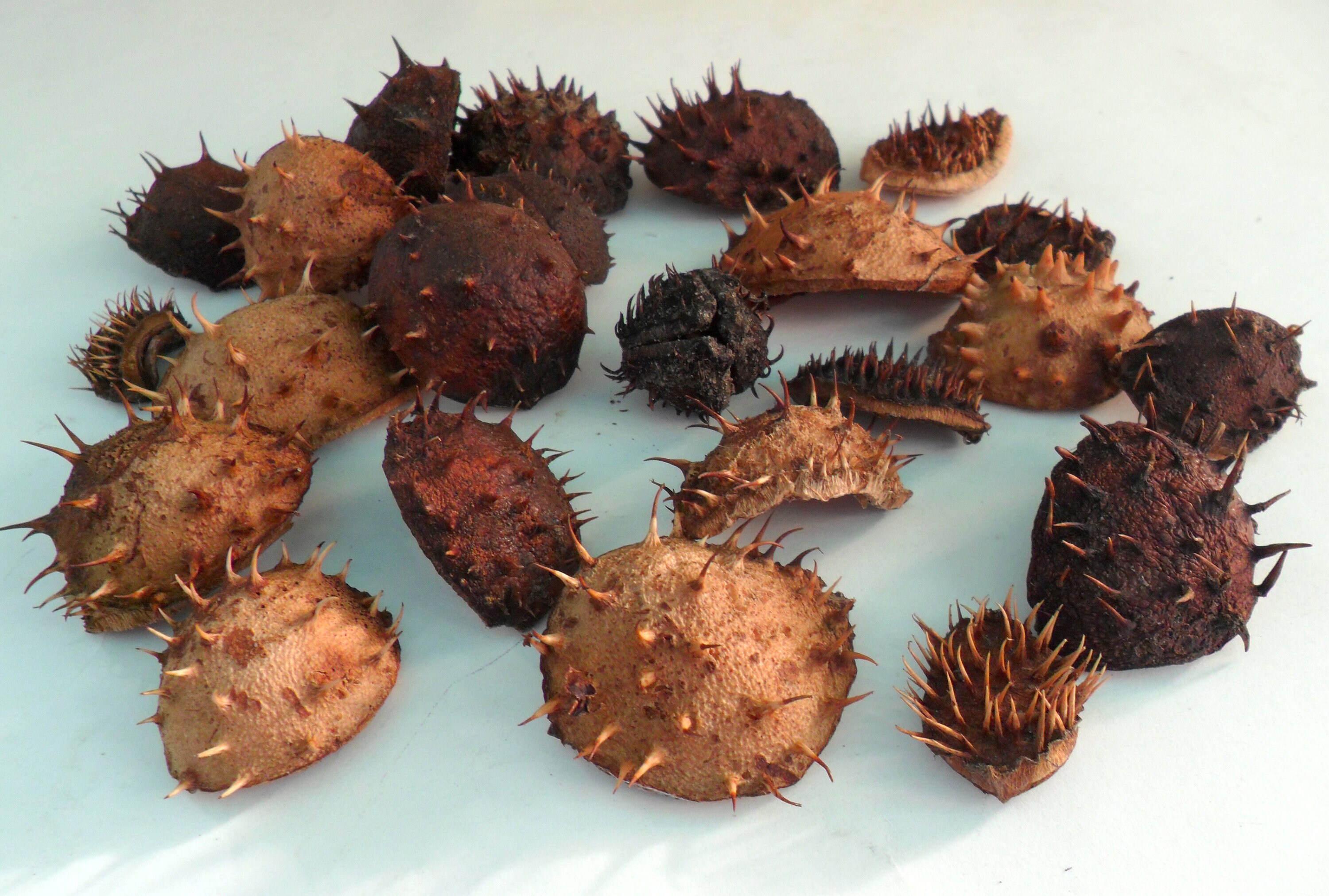 80 Natural Horse Chestnut Shells, DIY Craft Supply, Vase Filler - Etsy