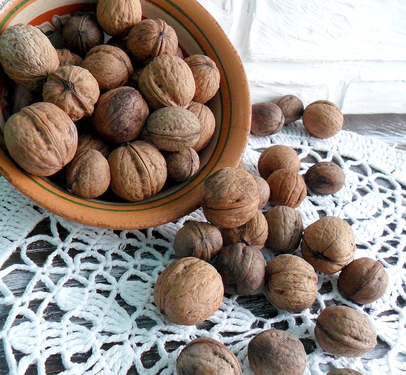 Small walnuts for crafts Whole walnut Rustic home decor | Etsy