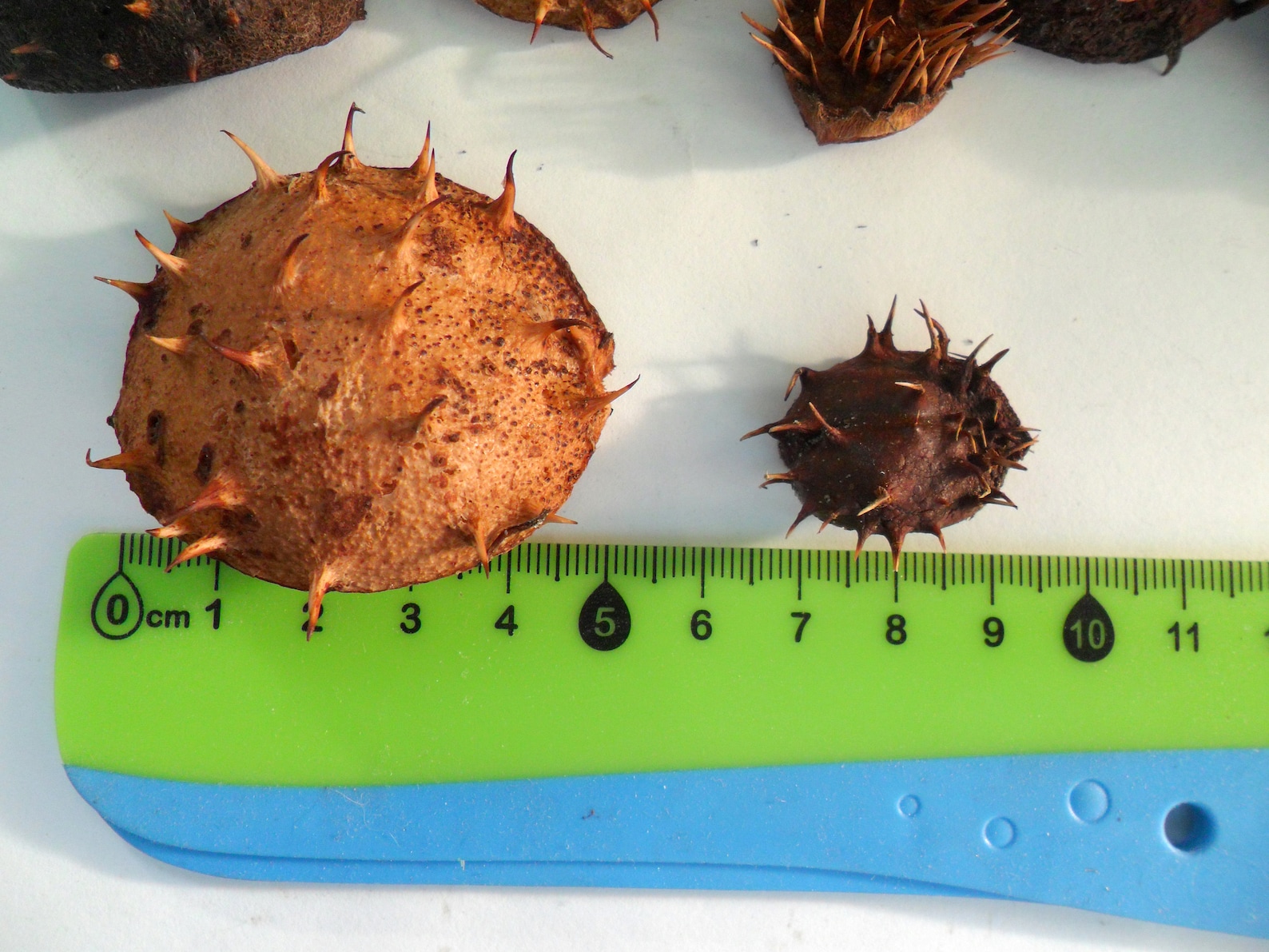 80 Peel Horse Chestnut Natural Materials Dried Chestnut for - Etsy