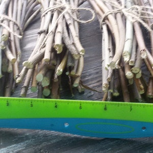 Rustic Design Interior Photo Props Tree Twigs Bundle Natural Branches ...