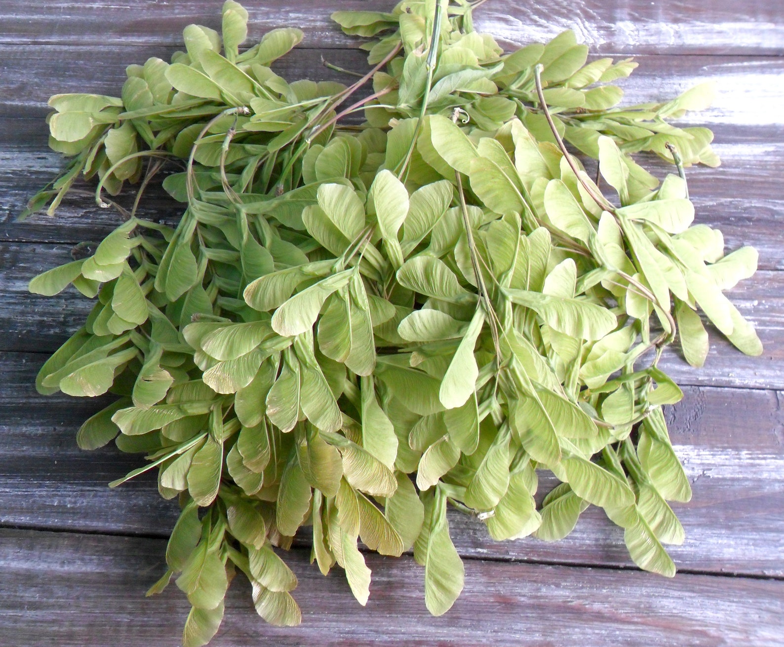 Maple's Seeds in Bunches Flying Seeds Polynoses Floral | Etsy