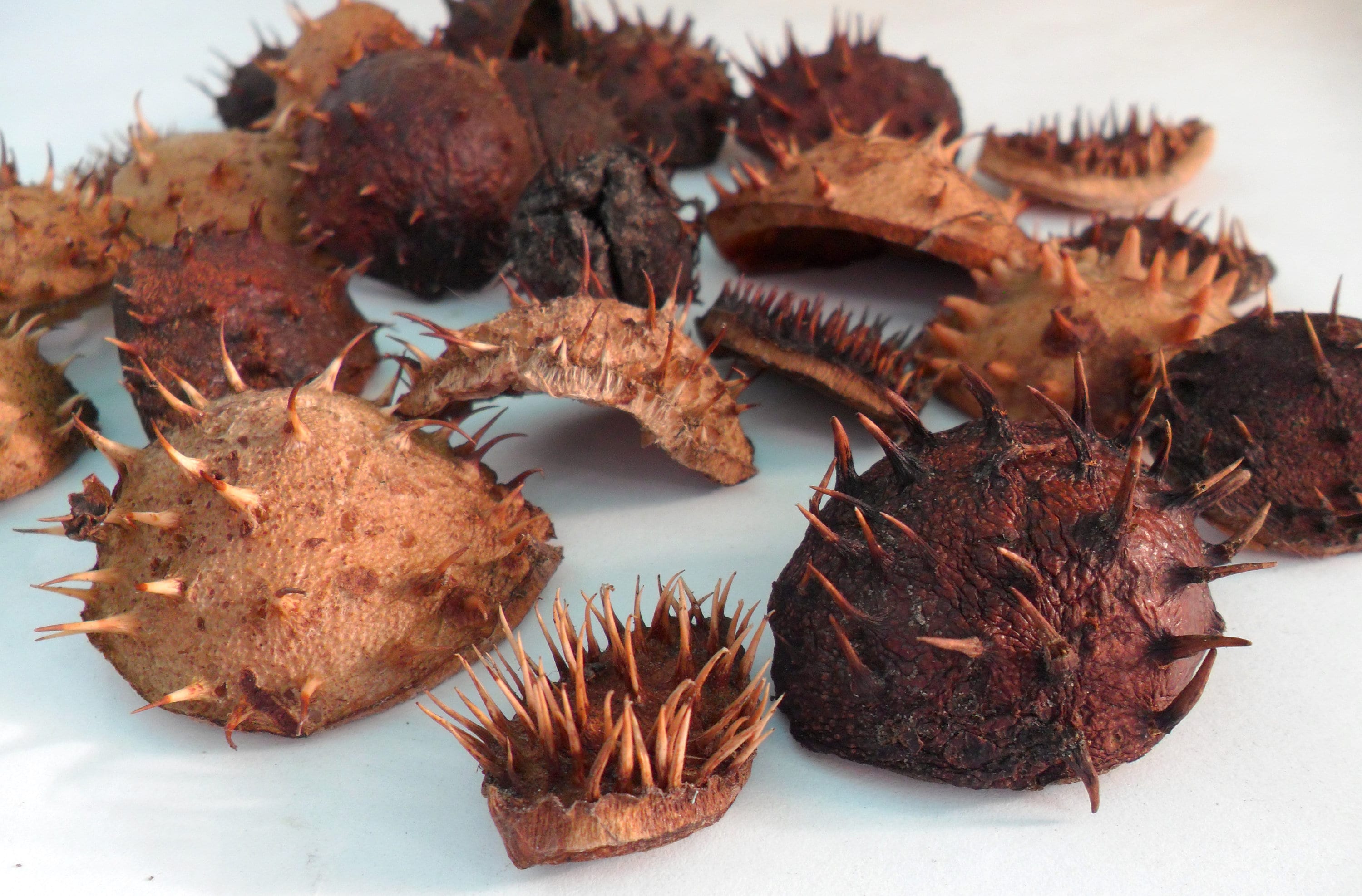 80 Peel Horse Chestnut Natural Materials Dried Chestnut for - Etsy