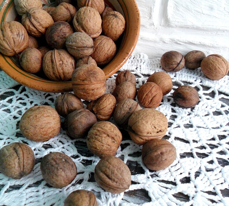 Small walnuts for crafts Whole walnut Rustic home decor | Etsy