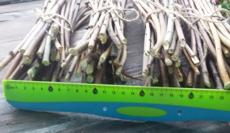 Rustic Design Interior Photo Props Tree Twigs Bundle Natural | Etsy