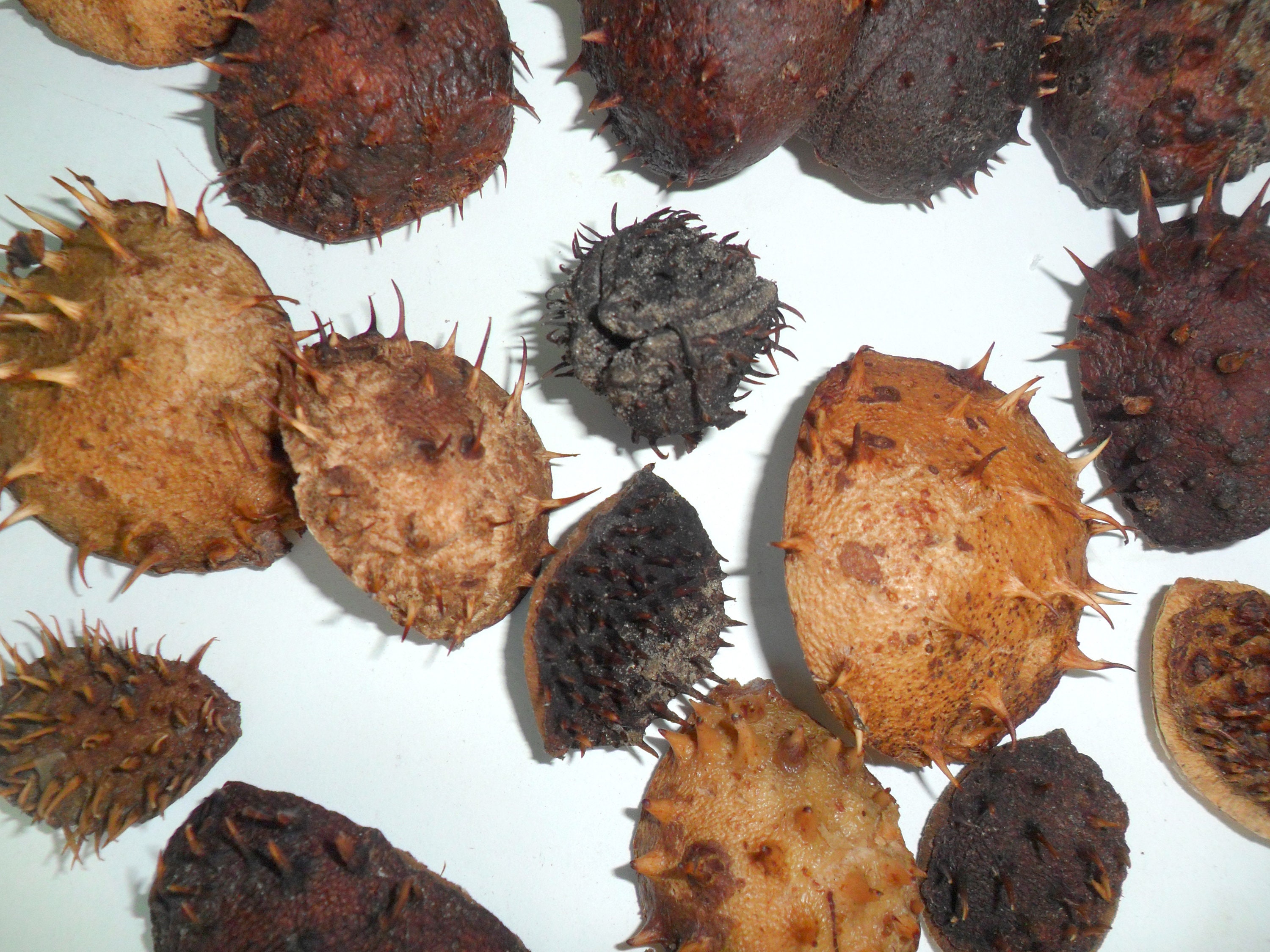 80 Peel Horse Chestnut Natural Materials Dried Chestnut for - Etsy