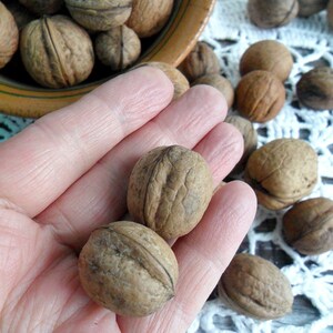 Small Walnuts for Crafts Whole Walnut Rustic Home Decor Natural ...