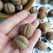 Small Walnuts for Crafts Whole Walnut Rustic Home Decor - Etsy