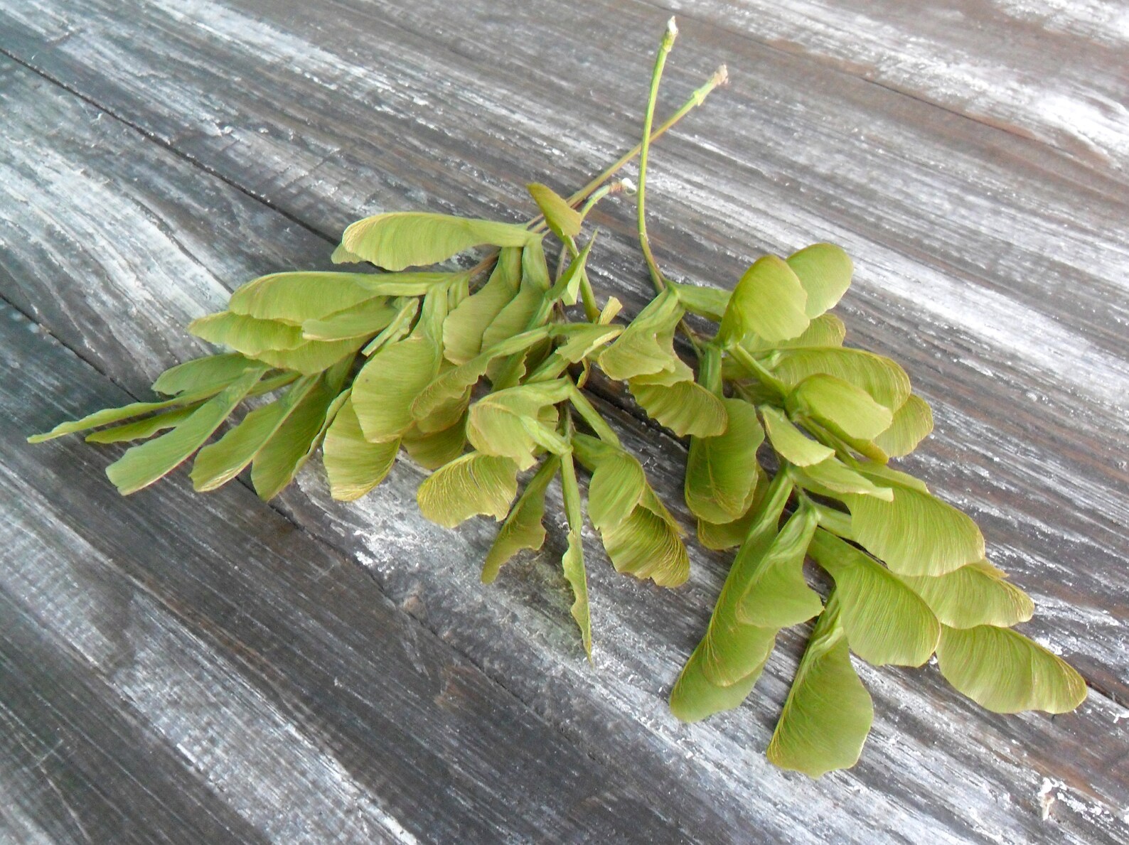 Maple's Seeds in Bunches Flying Seeds Polynoses Floral | Etsy