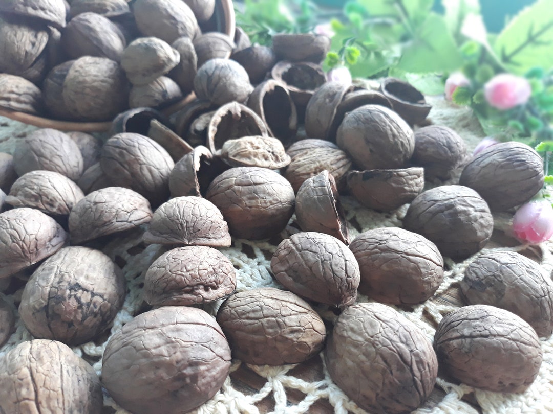 Set of 50 Walnut Shell Halves Round Organic Natural Ornament Craft ...