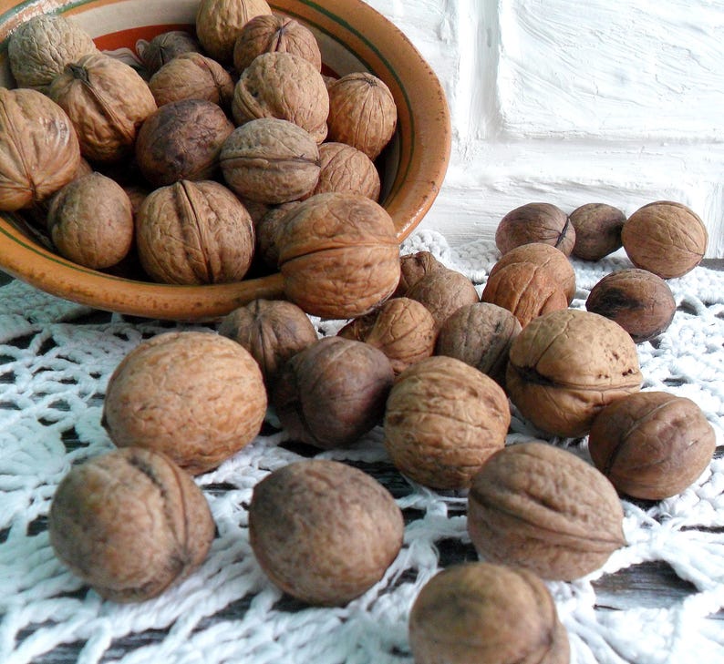 Small walnuts for crafts Whole walnut Rustic home decor | Etsy