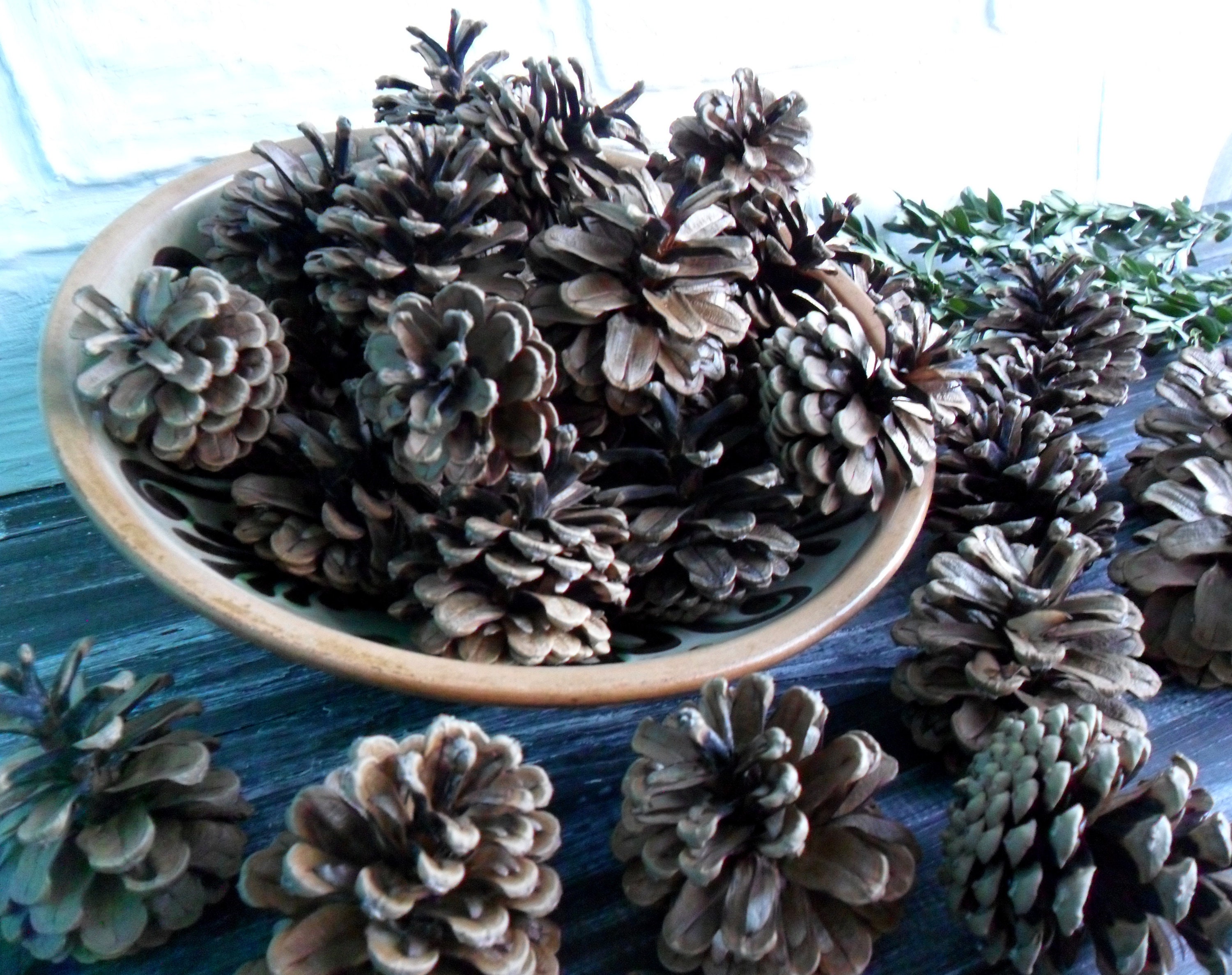 Natural Pine Cones Open Forest Supply Brown Pine Tree Cones | Etsy