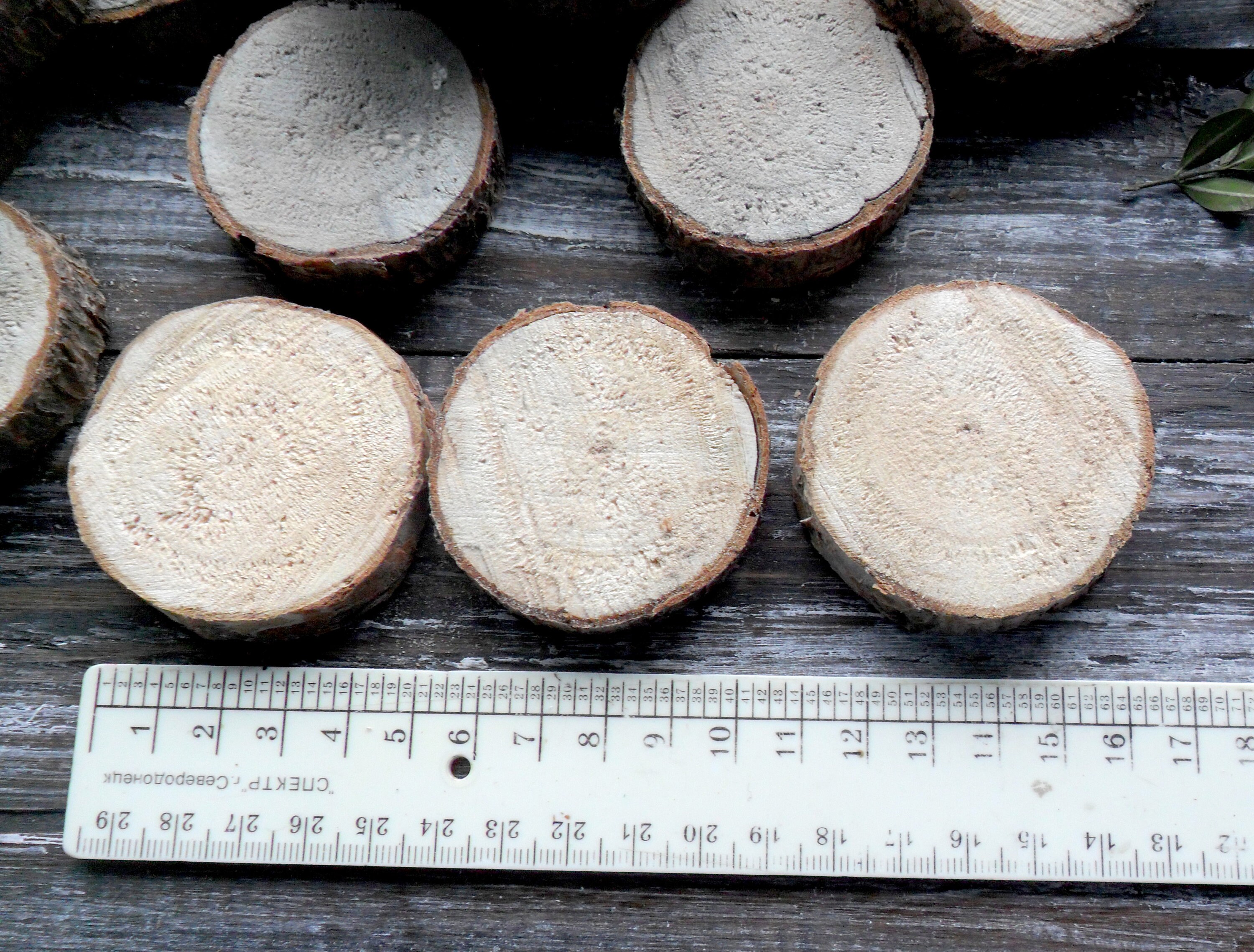 2 Small Wood Slices for Crafts Tree Slices Branch Slices | Etsy